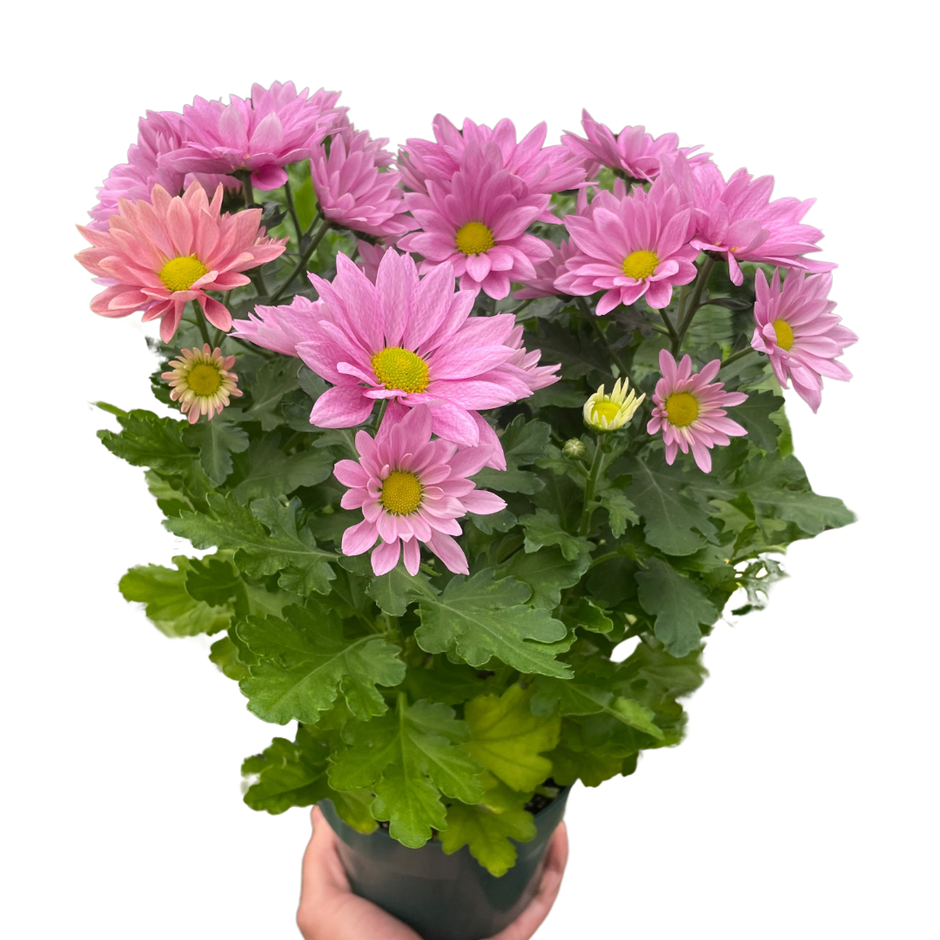 All Products – T&T Plants and Things