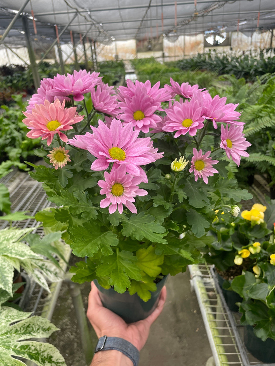 All Products – T&T Plants and Things