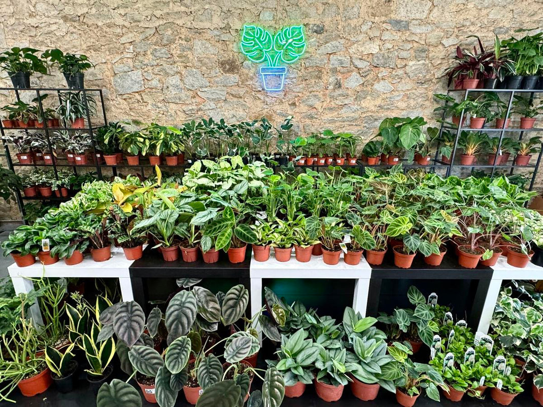 T&T Plants and Things – T&T Plants and Things
